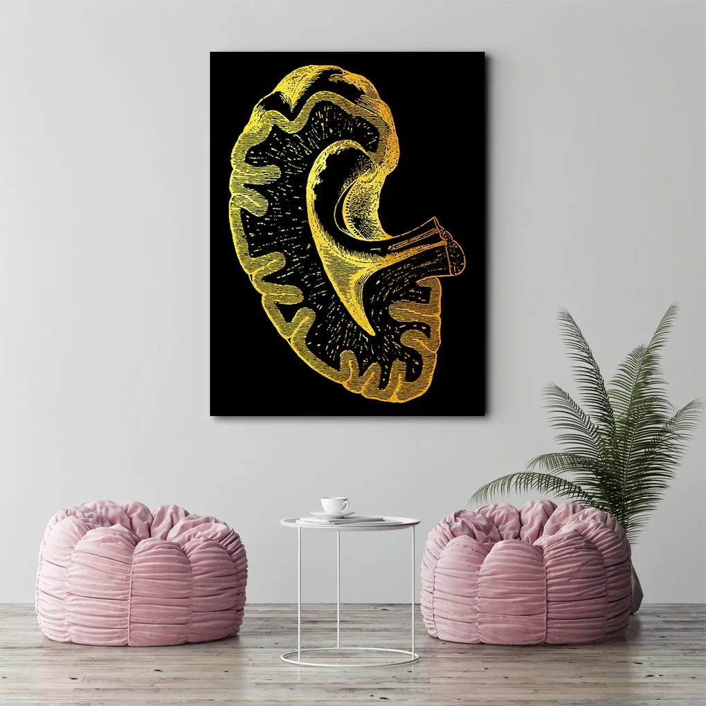 Gario Obraz na plátne Zlatá anatómia, obličky - Gab Fernando Rozmery ...