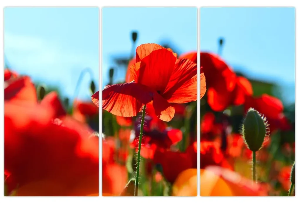 Obraz - vlčie maky | BIANO