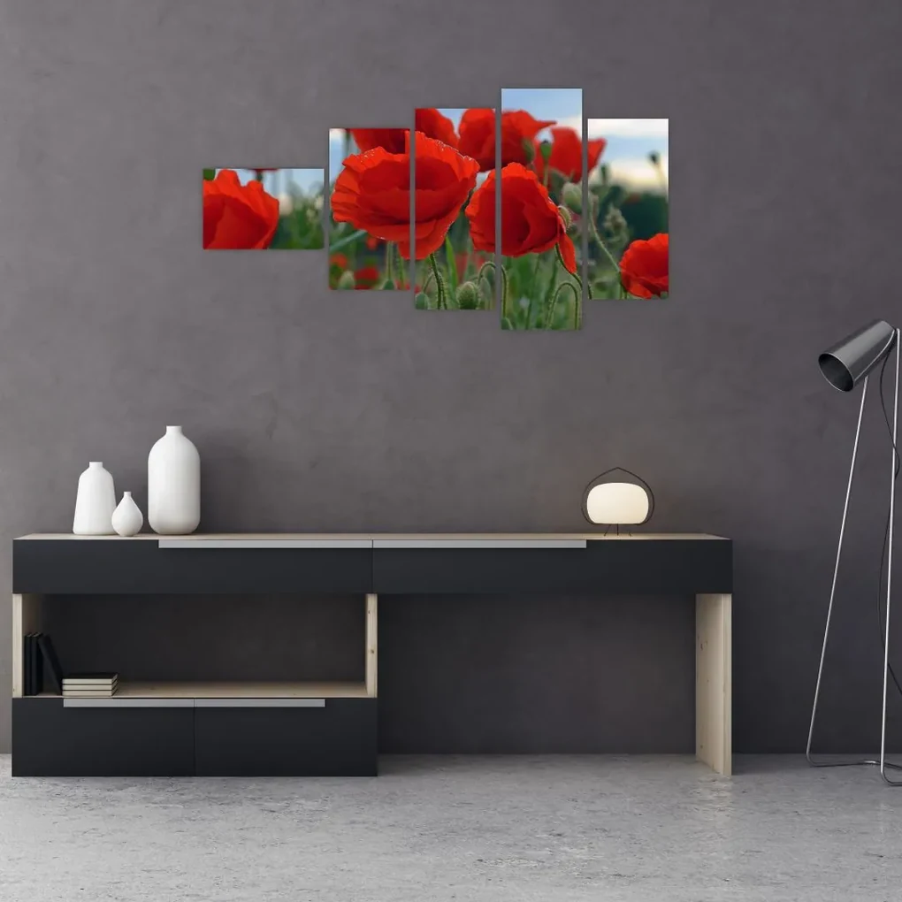 Vlčie maky - obraz | BIANO