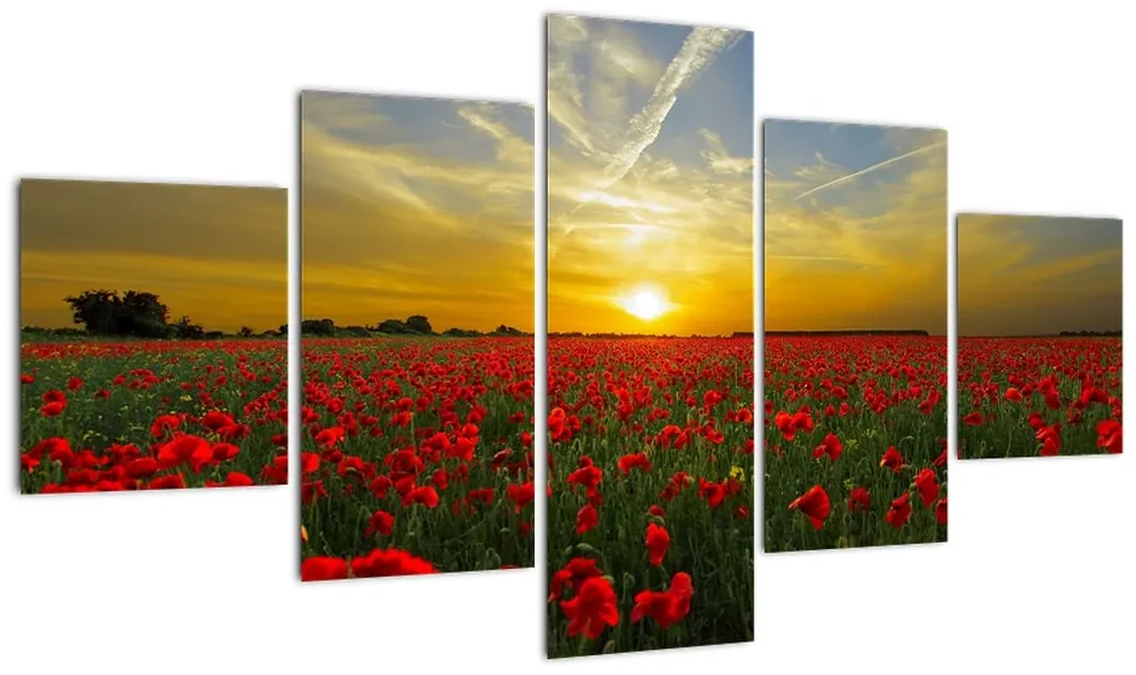 Obraz - pole vlčích makov | BIANO