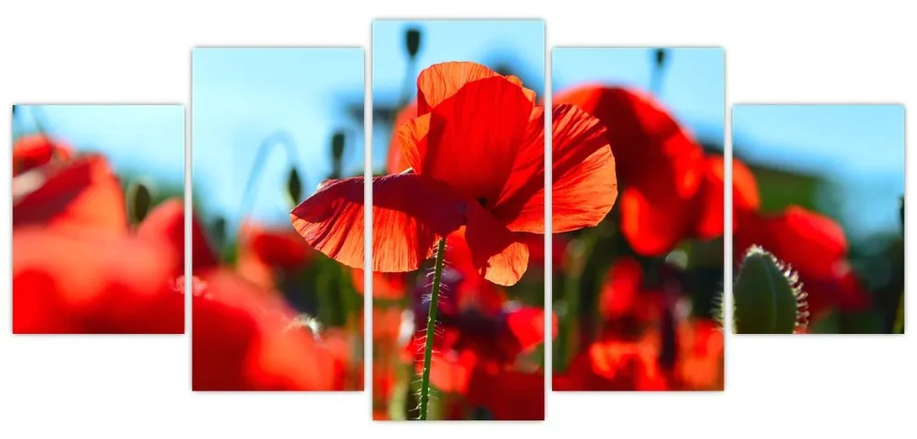 Obraz - vlčie maky | BIANO