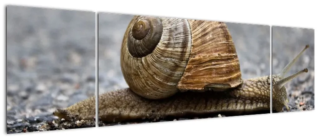 Ulita slimáka, obraz na stenu | BIANO