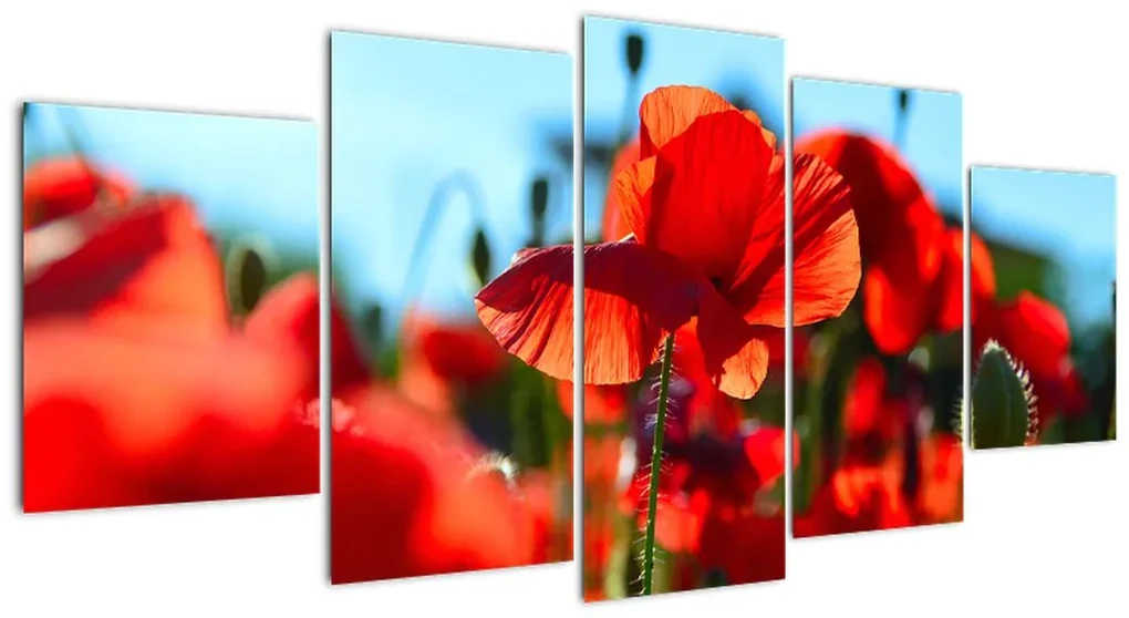 Obraz - vlčie maky | BIANO