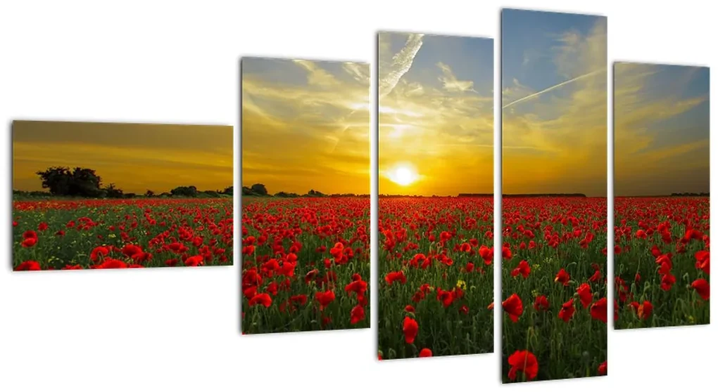 Obraz - pole vlčích makov | BIANO