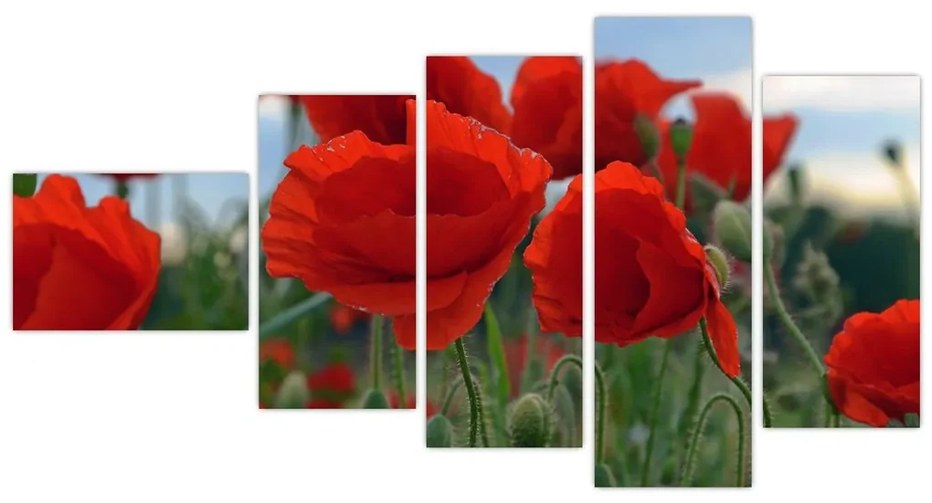 Vlčie maky - obraz | BIANO